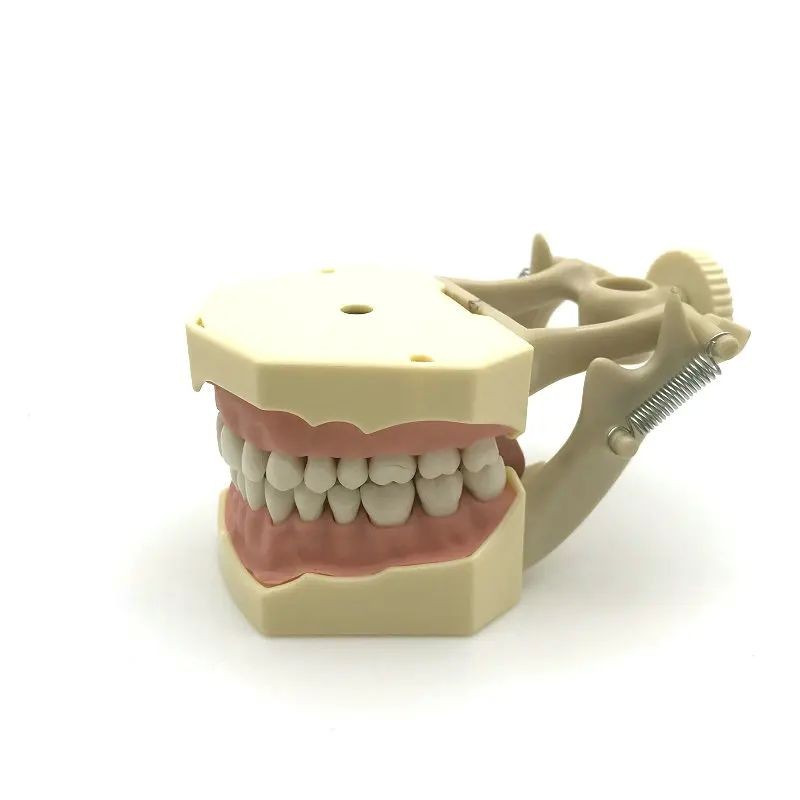1 Piece SF Type Dental Teeth Study Model Screw Fixed Teeth Model, Soft ...