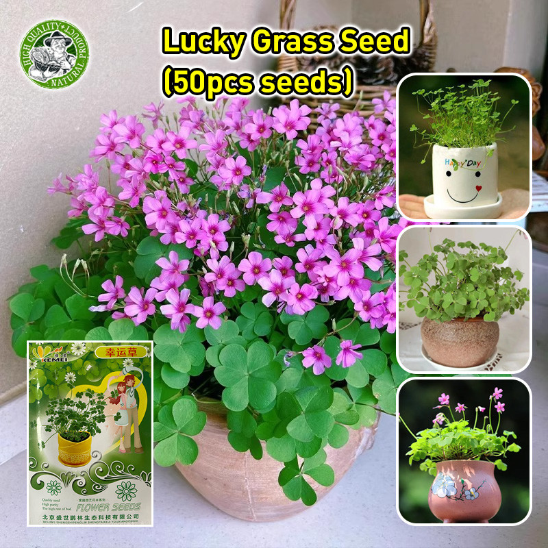 Lucky Grass Seed Flower Seeds Rare 4 Leaf Clover Plants Bonsai Seeds ...