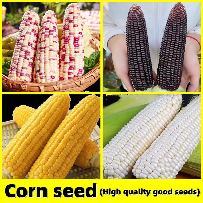 Original Corn Seeds High Yielding Variety Corn Seeds High Germination ...