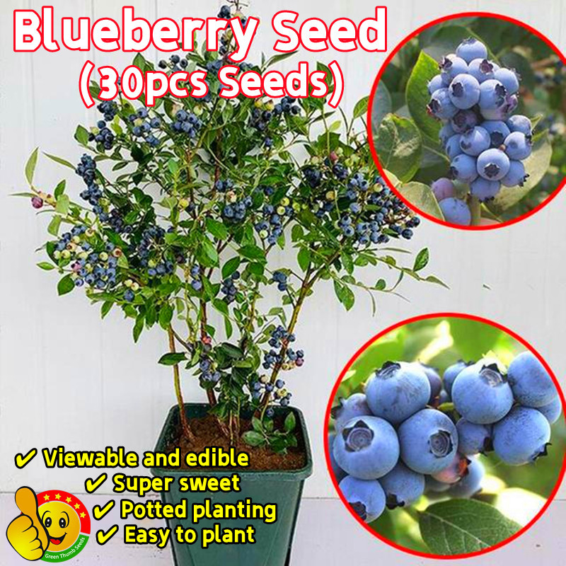 Original Delicious Edible Bonsai Blueberry Plant Seeds for Sale Fresh ...