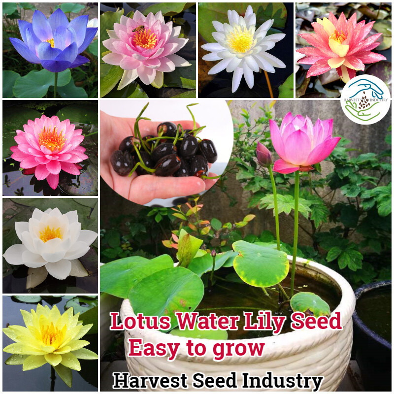 20pcs Fresh Mixed Mini Lotus Water Lily Seed Hydroponics Plant Seed ...