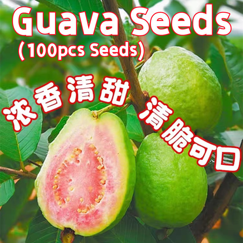 100% Original Sweet Edible Bonsai Guava Guava Seeds 100pcs Dwarf Guava ...