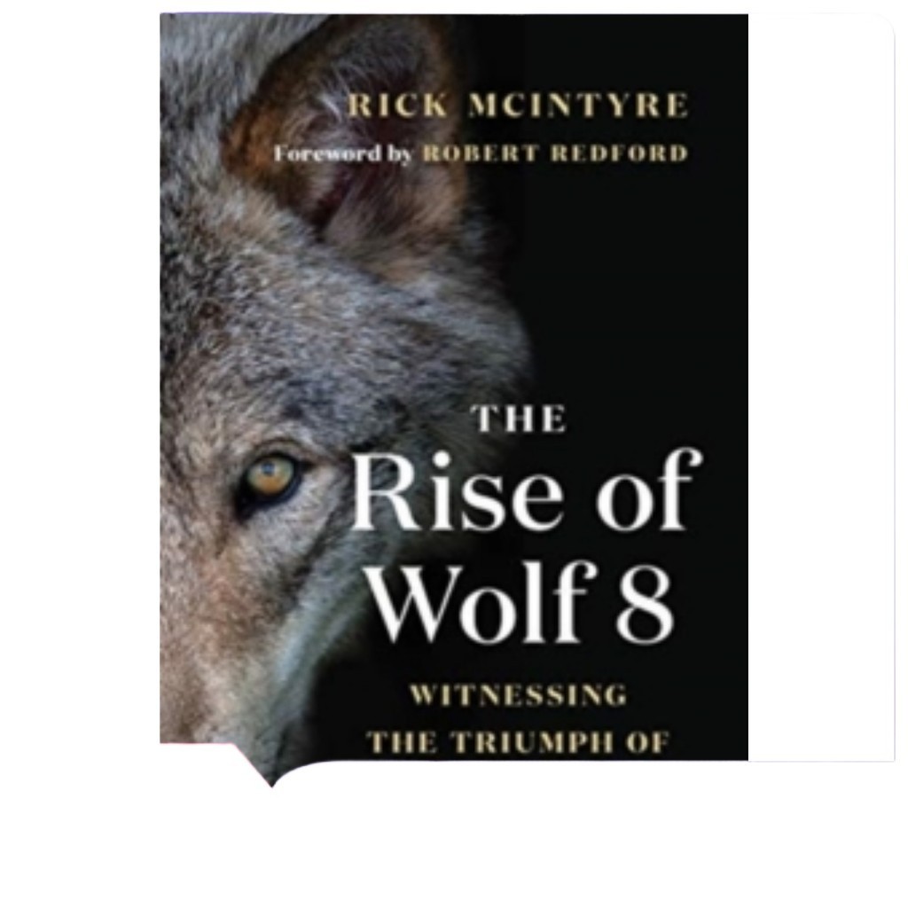The Rise of Wolf 8 Hardcover English Original Rick McIntyre Yellowstone ...