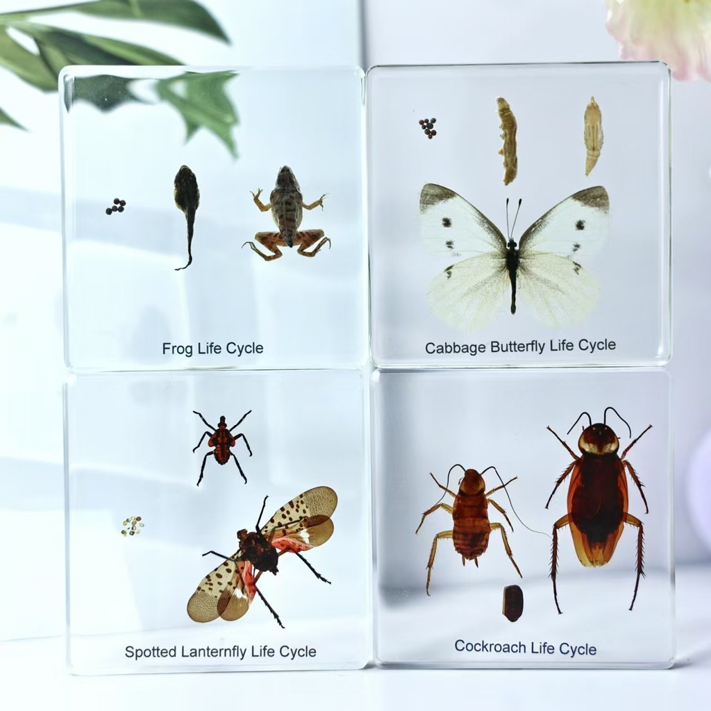 Insect Growth Process Display Butterfly Dragonfly Life History Natural ...