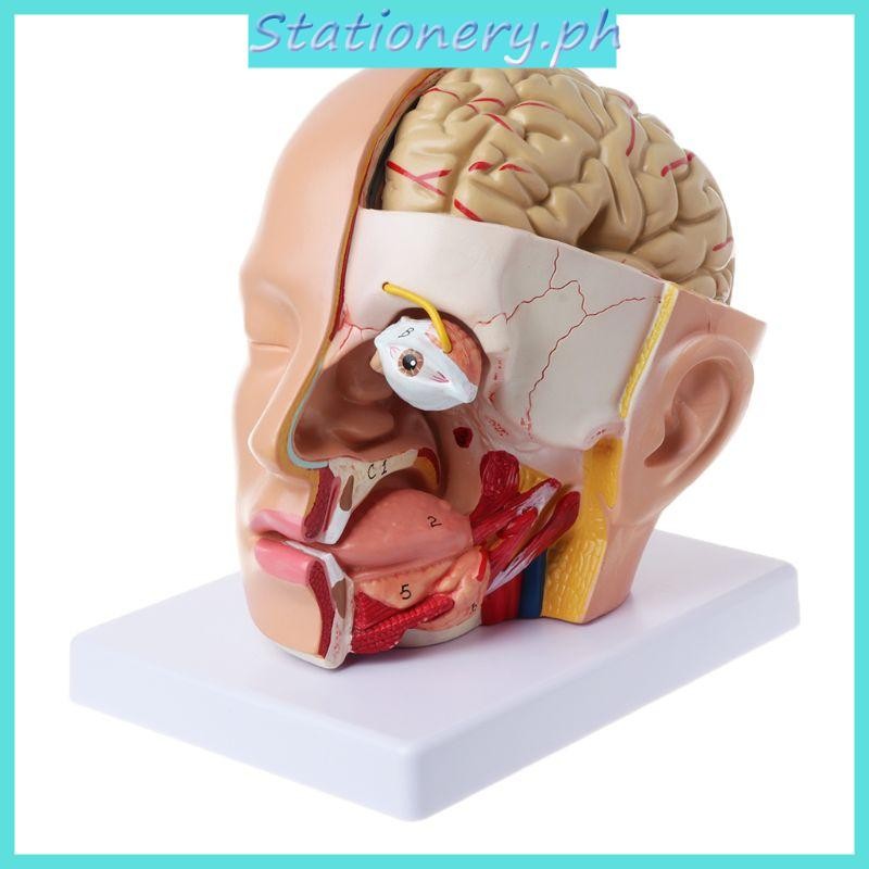 Stat Human Anatomy for Head Skull Brain Cerebral Artery Anatomical ...
