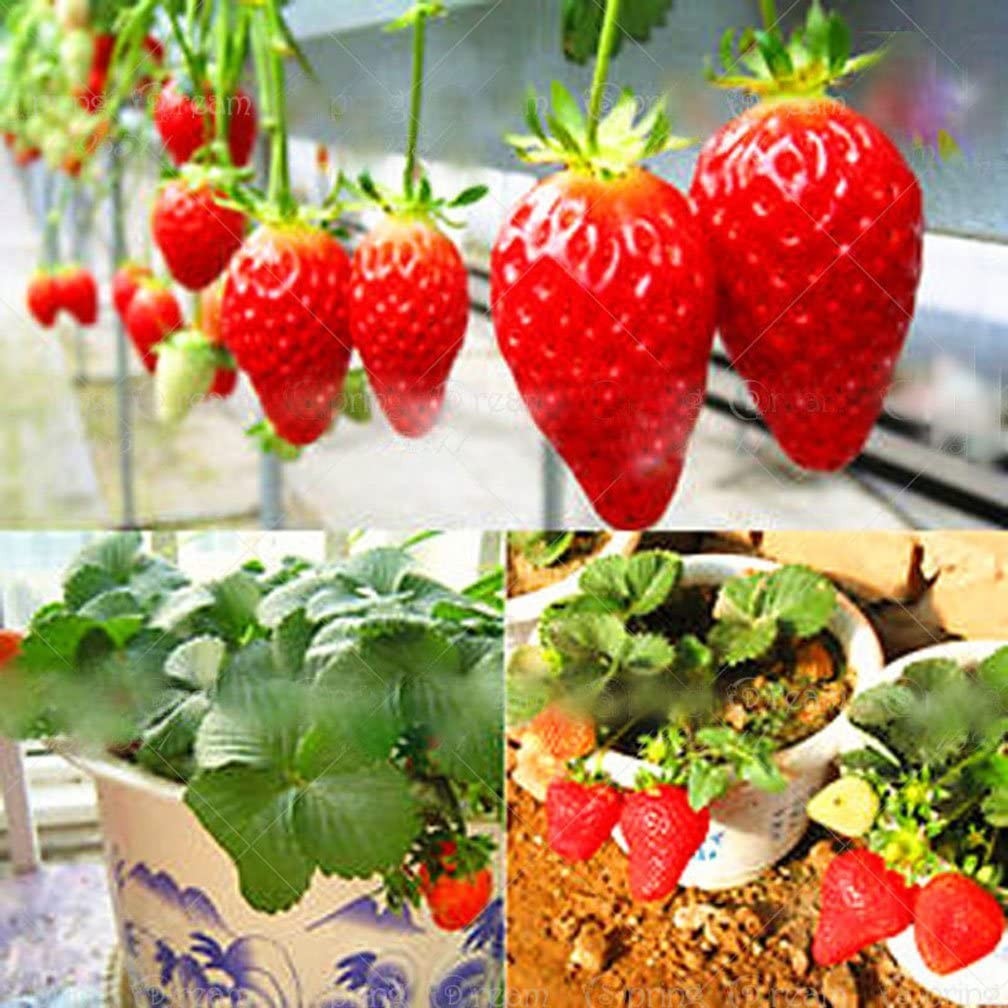 100pcs Climbing Strawberry Seeds Red Strawberry Organic Heirloom Fruit ...