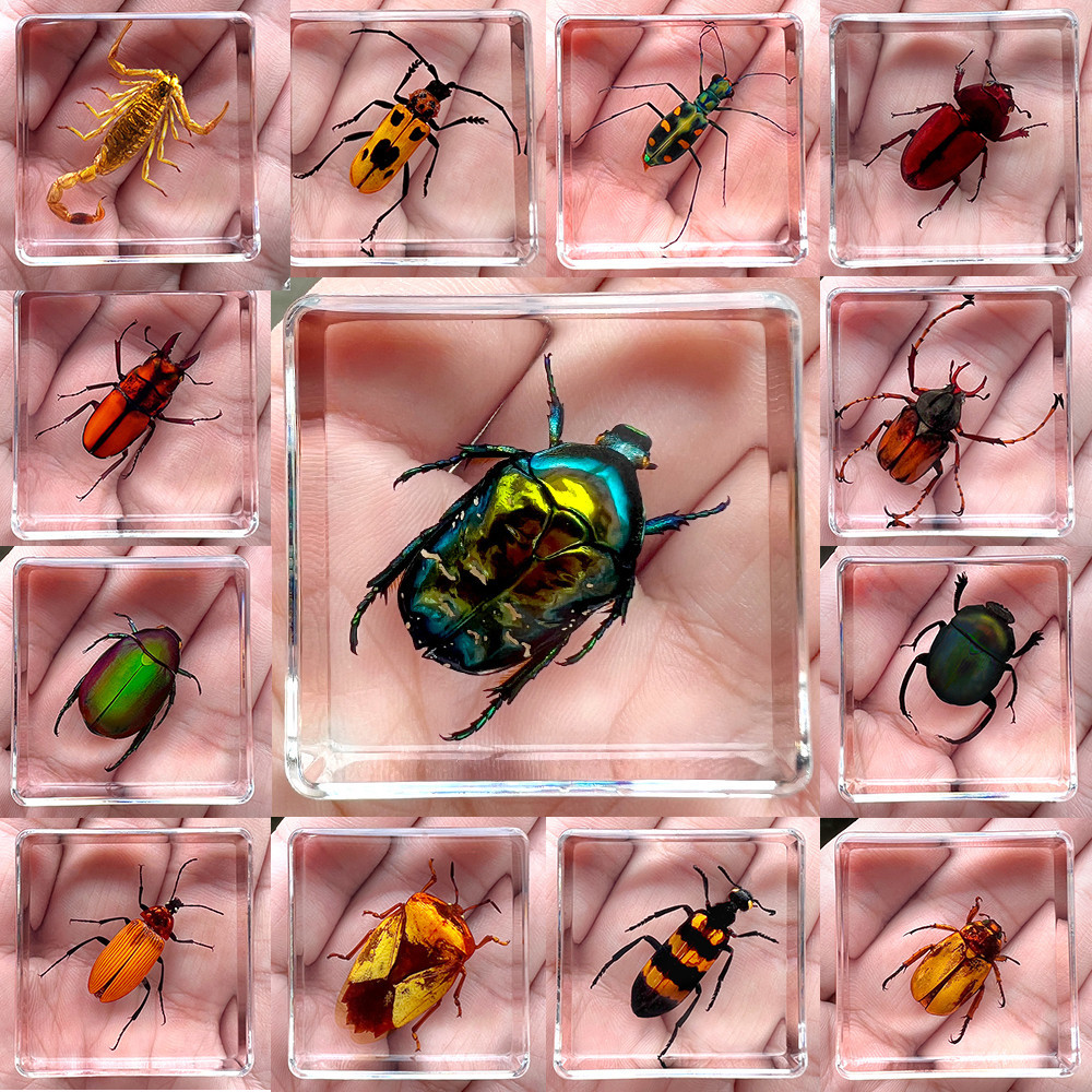 Real Insect Specimen Resin Kindergarten Animal Amber Handmade Ornaments ...
