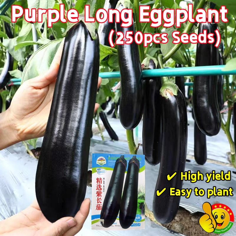 100% Original High Yield Purple Long Eggplant Seeds Fresh 250pcs Easy ...