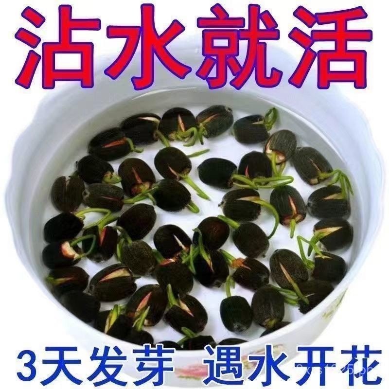 Lotus Hydroponics Five Colors Water Cultivation Four Seasons Flowers ...