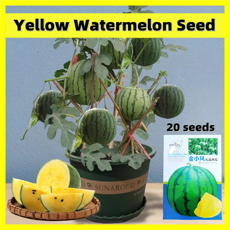 20 Seeds - 100% Fresh Yellow Watermelon Seed Fruit Seeds for Planting ...