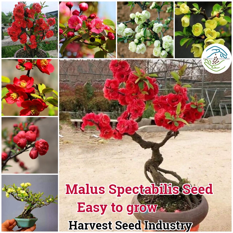100 seeds/pack Rare Flower Seed Malus spectabilis Seeds (Crabapple ...