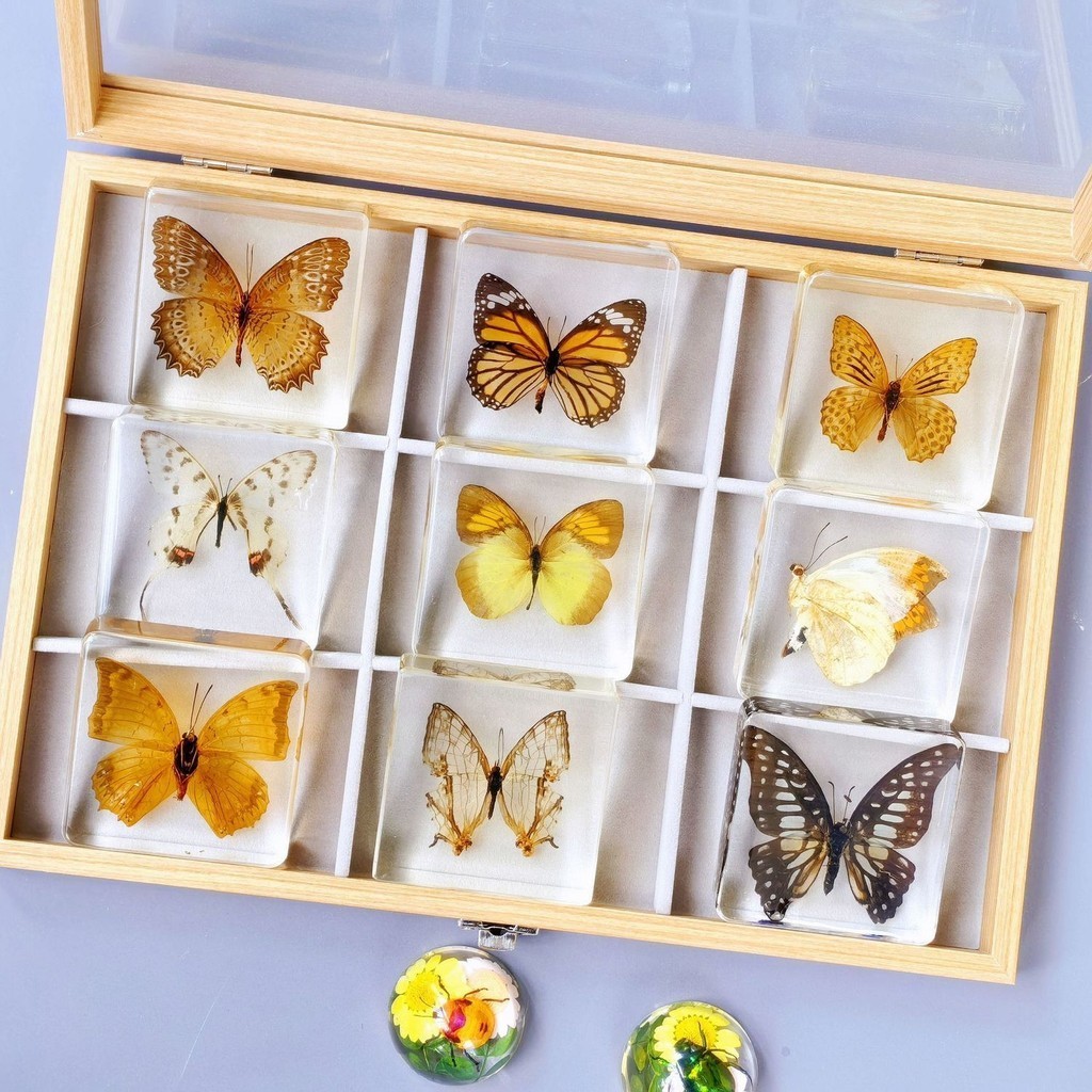 Real Butterfly Resin Specimen Animal Insect Creative Collection Child ...