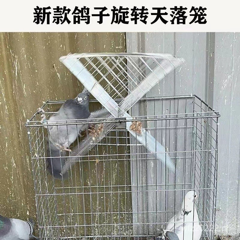 Only In No Out Thickened Cage Pigeon Cage Pigeon Cage Door Collision ...