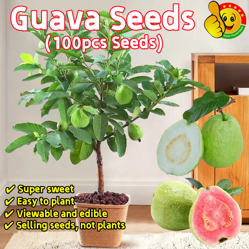 100% Fresh 100pcs Seeds Sweet Big Guava Seeds for Planting Edible ...