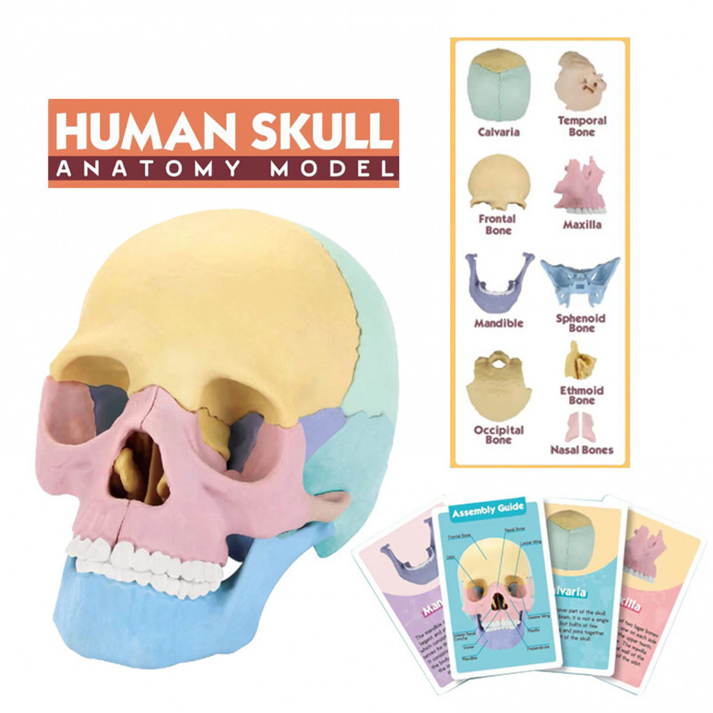 Anatomy Skull Model 17 Parts Detachable Mini Human Skull Model Colorful ...