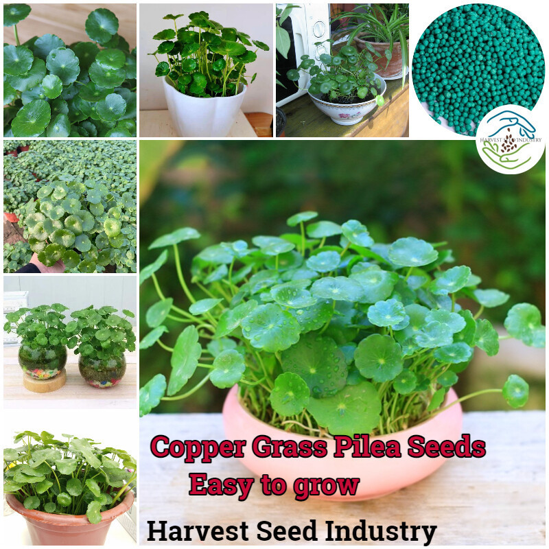 Fresh Copper Grass Pilea Seeds Money Tree Plant Gardening Flower Seeds ...