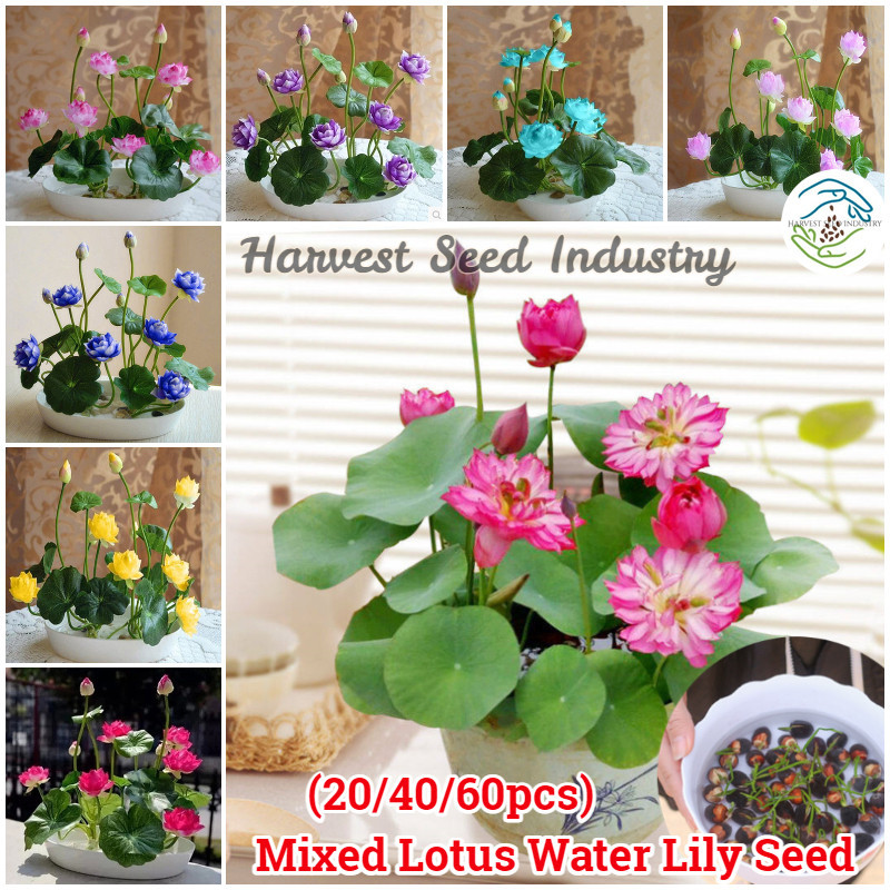 20-60pcsFresh Mixed Color Mini Lotus Water Lily Bonsai Seeds ...