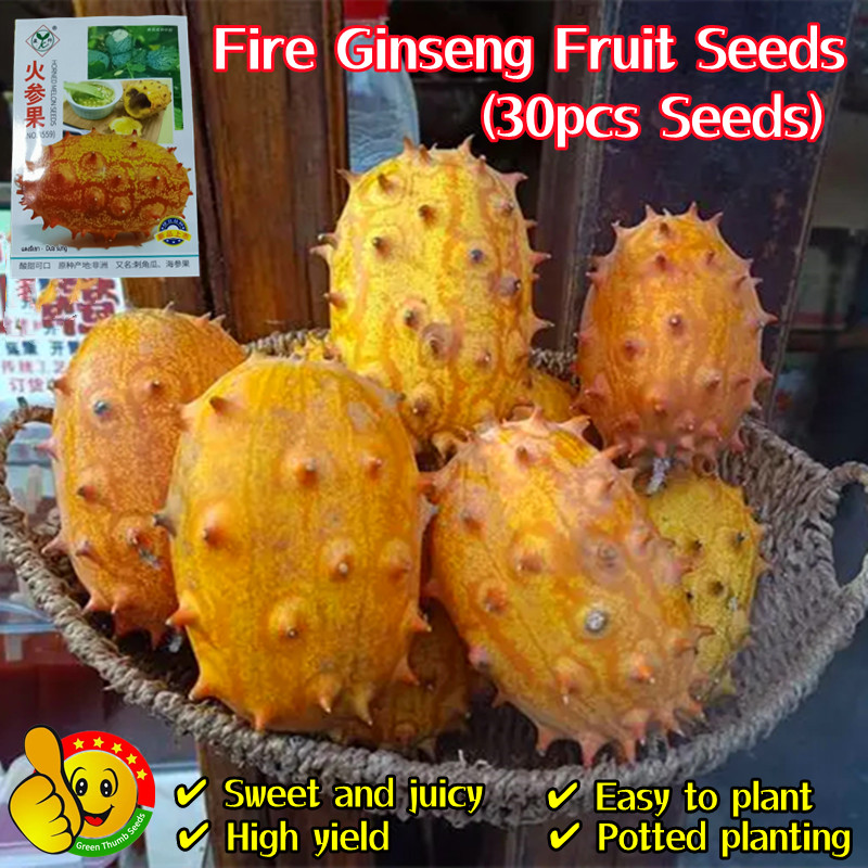 100% Original Sweet and Juicy Fire Ginseng Fruit Seed 30pcs Edible ...