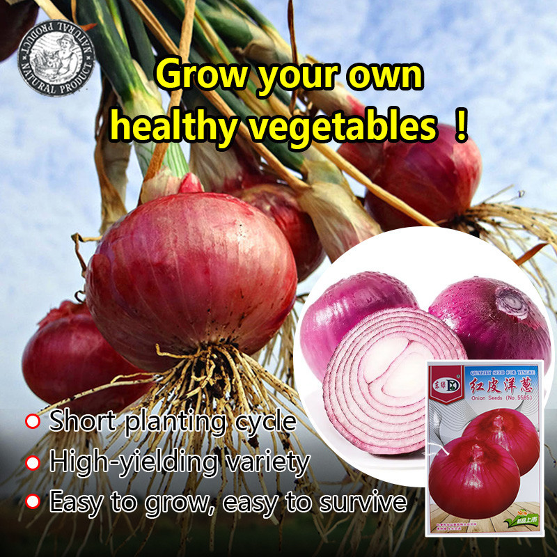 [Fast Germination]RED ONION SEEDS(230pcs)High Yield Red Hawk Hybrid ...