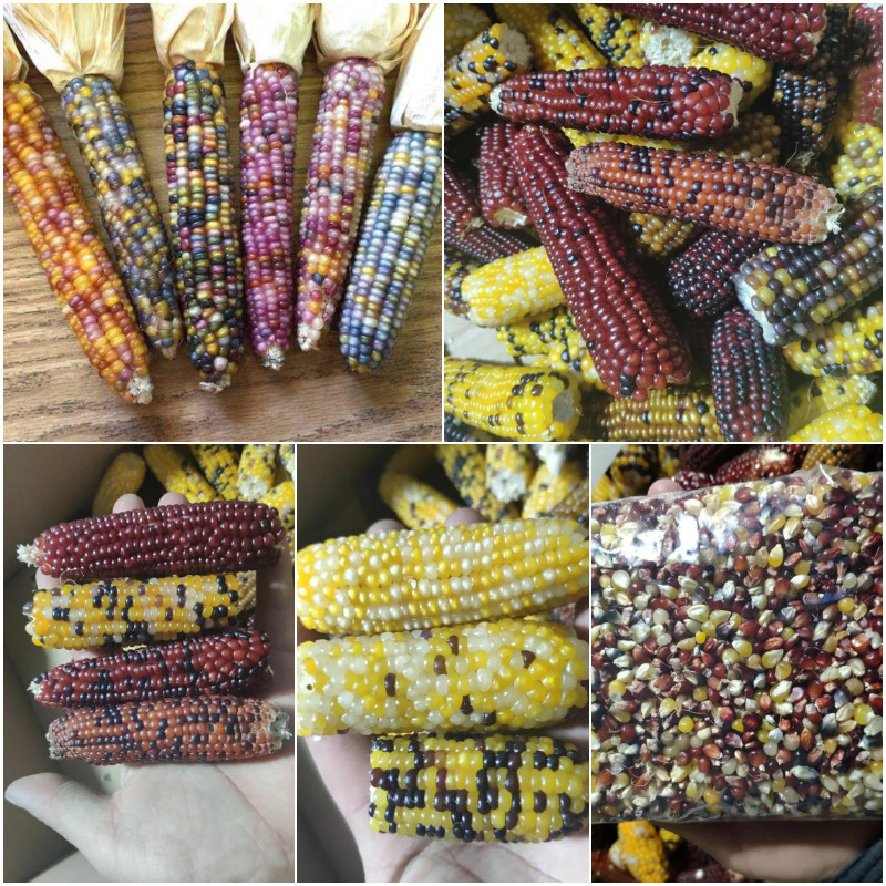 High Yielding Sweet Waxy Rainbow Corn Seeds Cereal Plant Bonsai Seeds ...