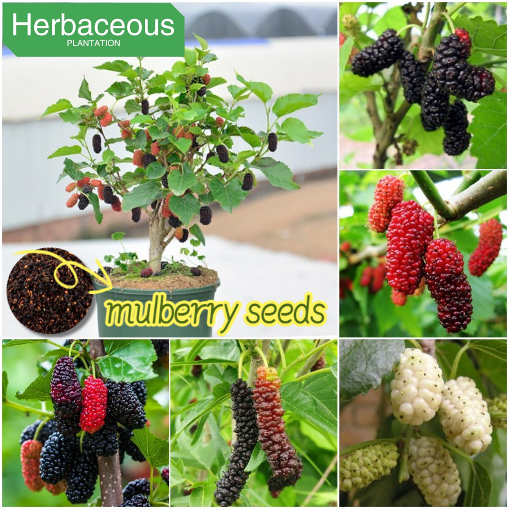 100 Seeds Fresh Mulberry Seeds for Planting Rare Mulberry Bonsai Tree ...