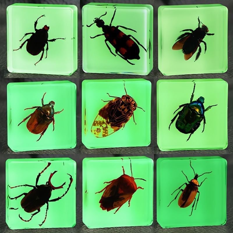 3.8cm Square Real Insect Specimens For Young Children Early Education ...