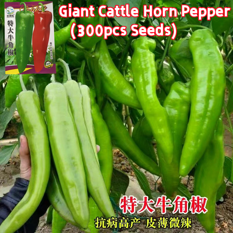 100% Original Giant Cattle Horn Pepper Seeds(300pcsSeeds)Organic Hot ...