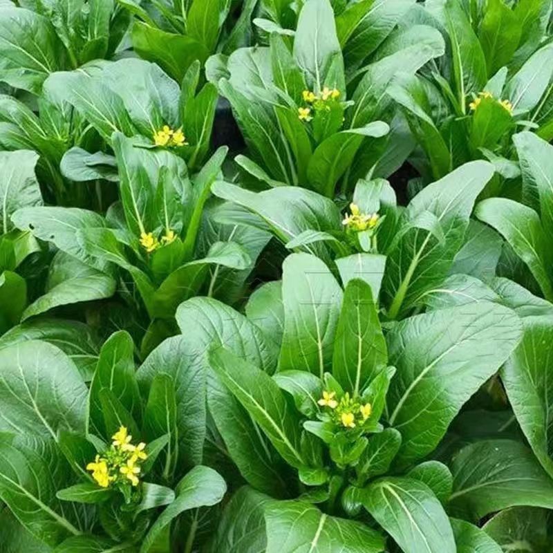 Guangdong Oil Green Beet Heart Seed Four Seasons Beet Heart Seed Thick ...