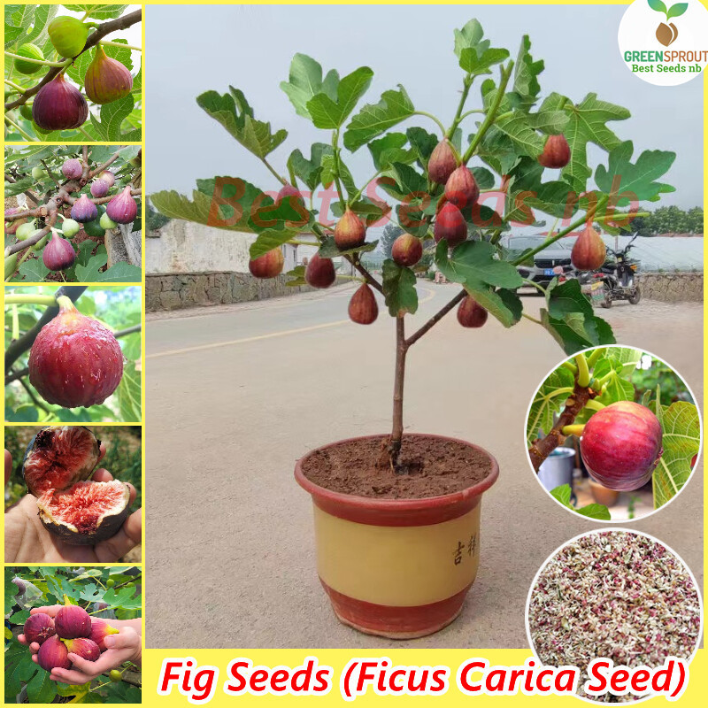 Rare Fig Tree Plant Seed (200 Seeds Per Pack) Figs Growing Seeds Bonsai ...