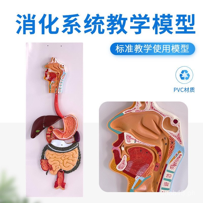 Human Digestive System Model Rectal Model Esophageal Model Oral Nasal ...