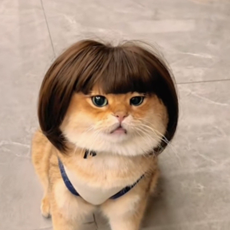 Pet headwear funny cat wig cute dress dog headgear party photography ...