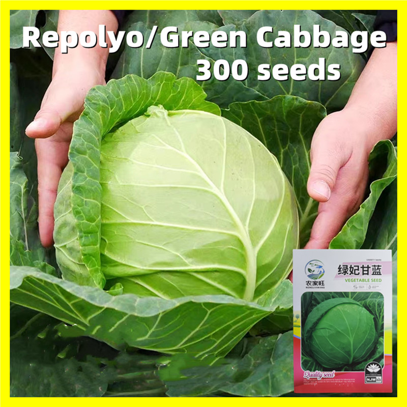 F1 Hybrid Repolyo Cabbage Seeds for Planting 100% Fresh 300pcs Green ...