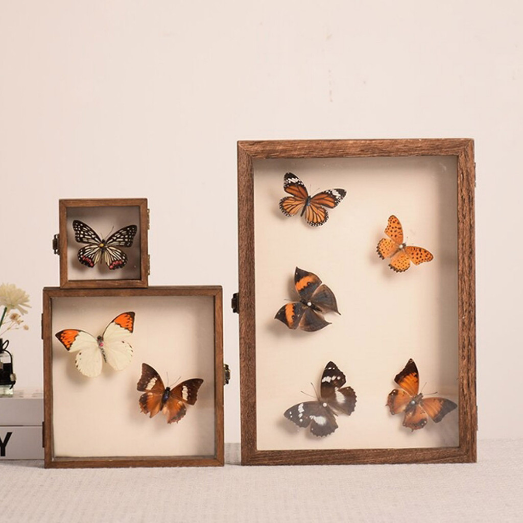 END-High-Visibility Display Box Large Insect Shadow Box Wood ...