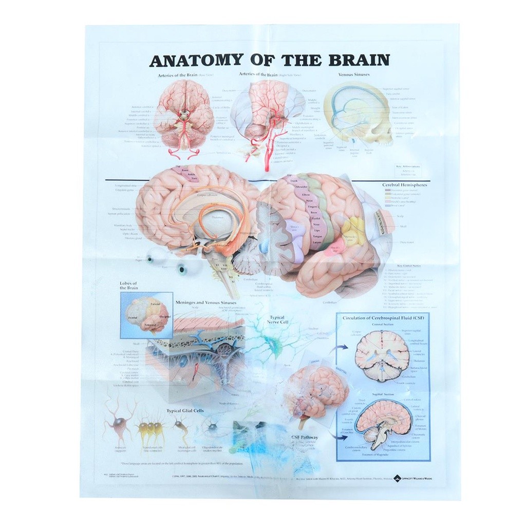 Newly listed Brain Poster Human Body Chart Human Anatomy Brain Art Silk ...