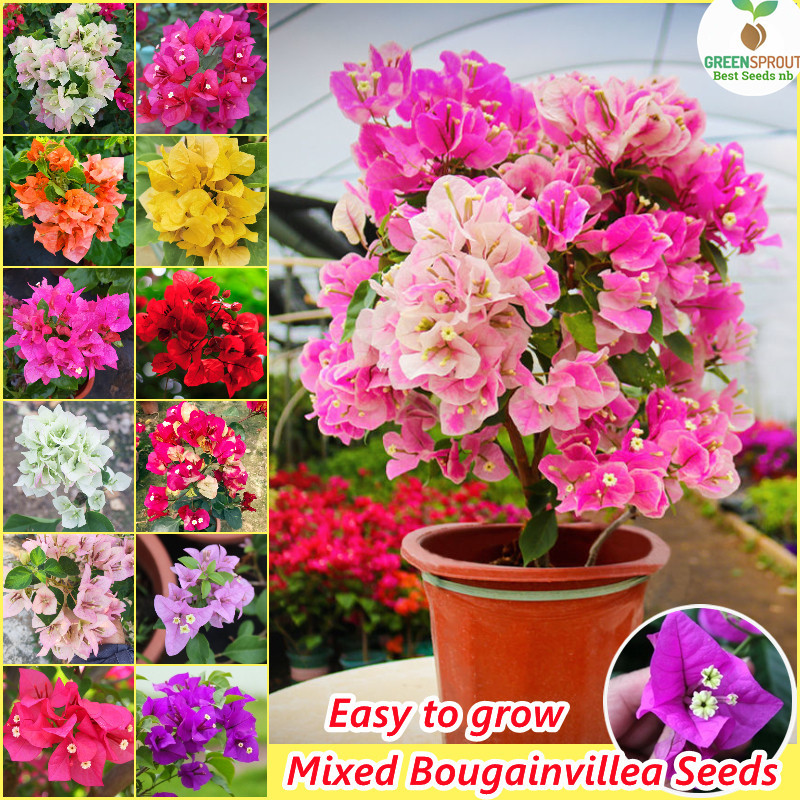 [Fast Germination]100 seeds/pack Bougainvillea Bonsai Seeds for ...
