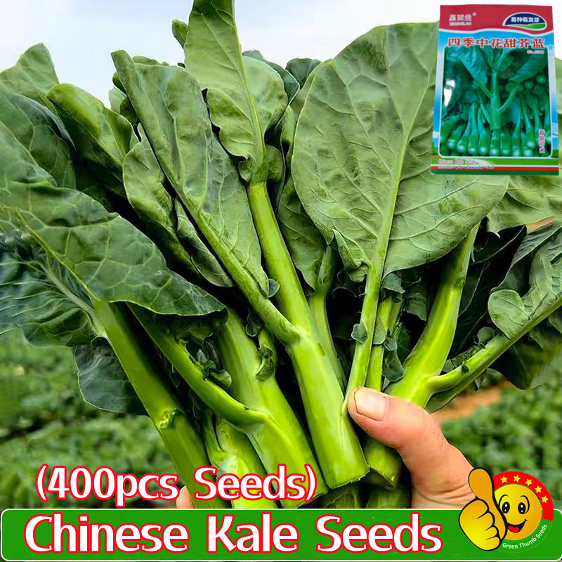 High Yield Chinese Kale Seeds (400pcs Seeds) F1 Hybrid Kailaan Buto Ng ...