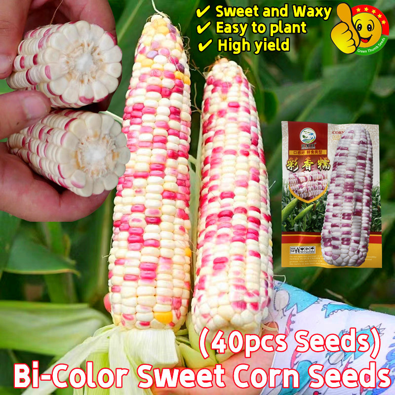 Sweet Glutinous Bi-Color Corn Seeds Sale 40pcs Organic Waxy Corn Seeds ...