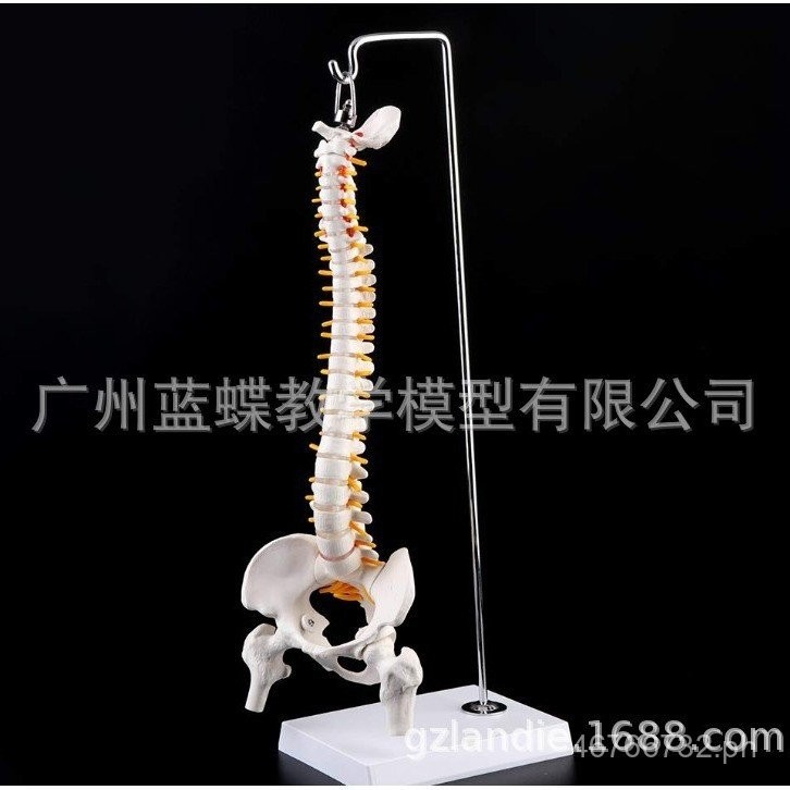 Teaching45CM Human Spine Model with Pelvis and Femur, Nervous System ...