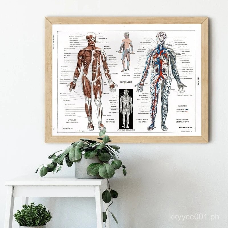 French Human Body Anatomical Chart Poster Larousse Medical Wall Art ...