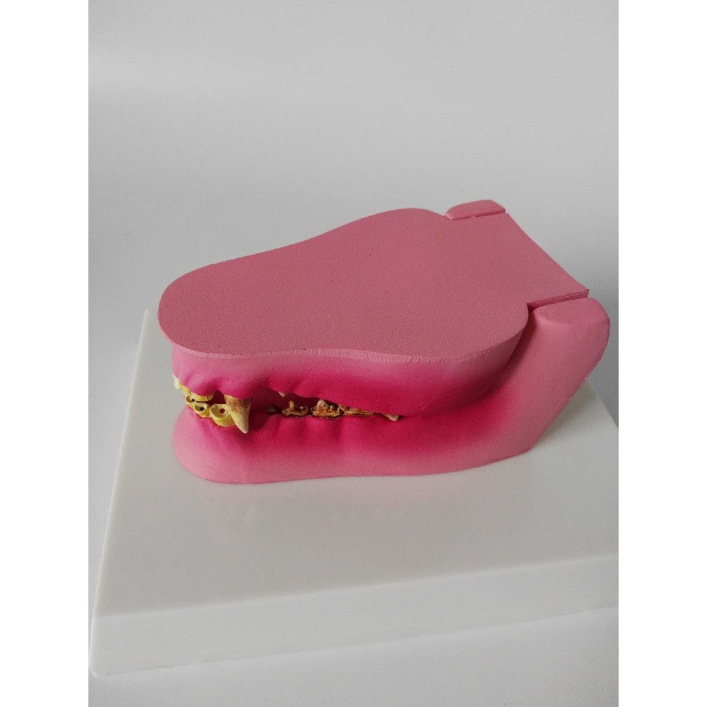 New product Canine Dog Jaw Anatomical Model Anatomy Veterinary ...
