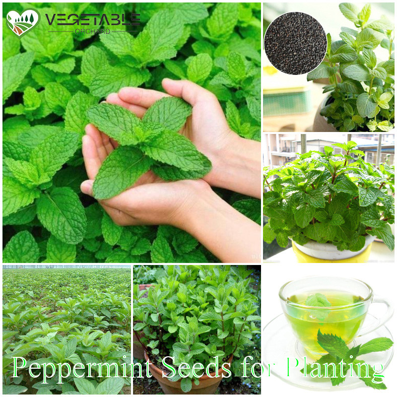Fabulous Seeds For Mint Pictures