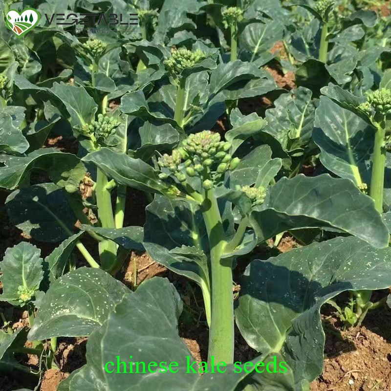 CHINESE BROCCOLI SEEDS / KALE (300 seeds) - Kailaan / Chinese Kale ...