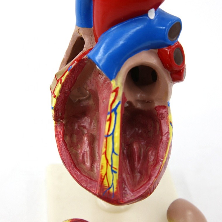 3D Detachable Human Heart Model for Medical Ultrasound Teaching ...