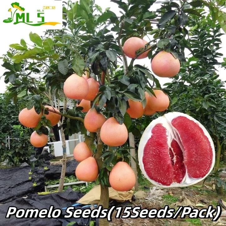 Pomelo Seeds(10 Seeds/Pack)-Dwarf Bonsai Red Pomelo Davao Sweet Fruit ...