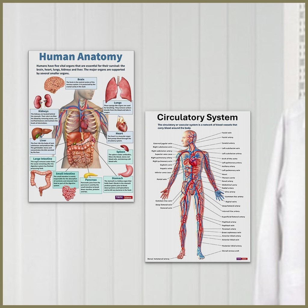 Anatomy Poster 16X Muscle Anatomy Charts Educational Scientific ...