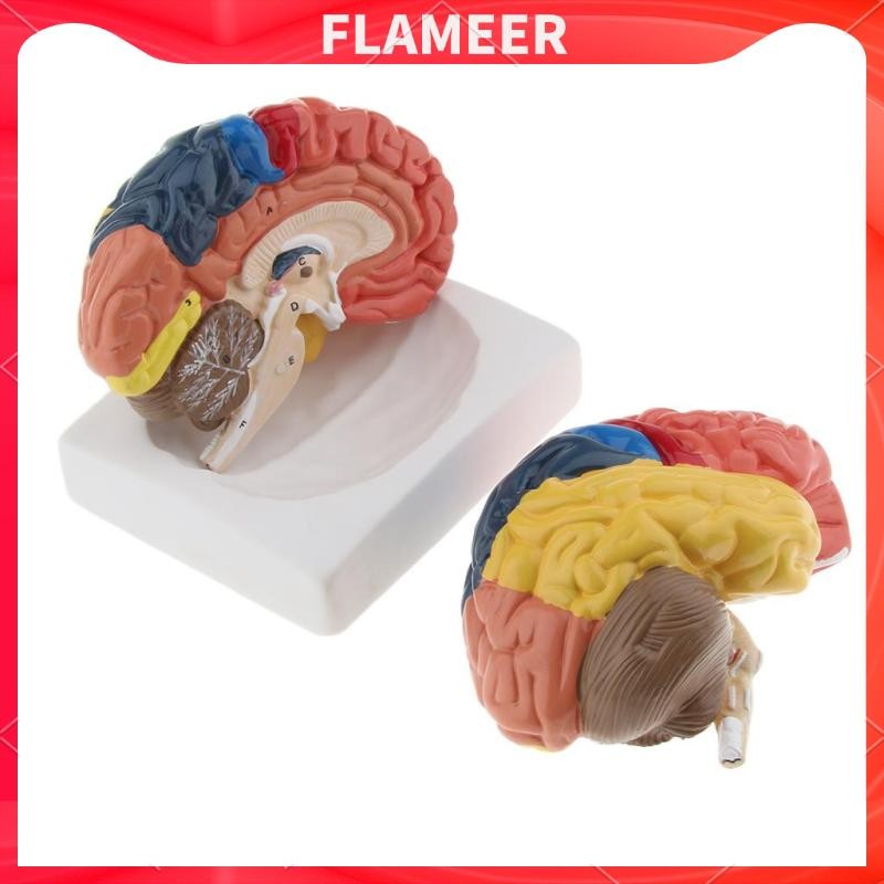 [FLAMEER] Human Model School Educational Medical Human | Shopee Philippines