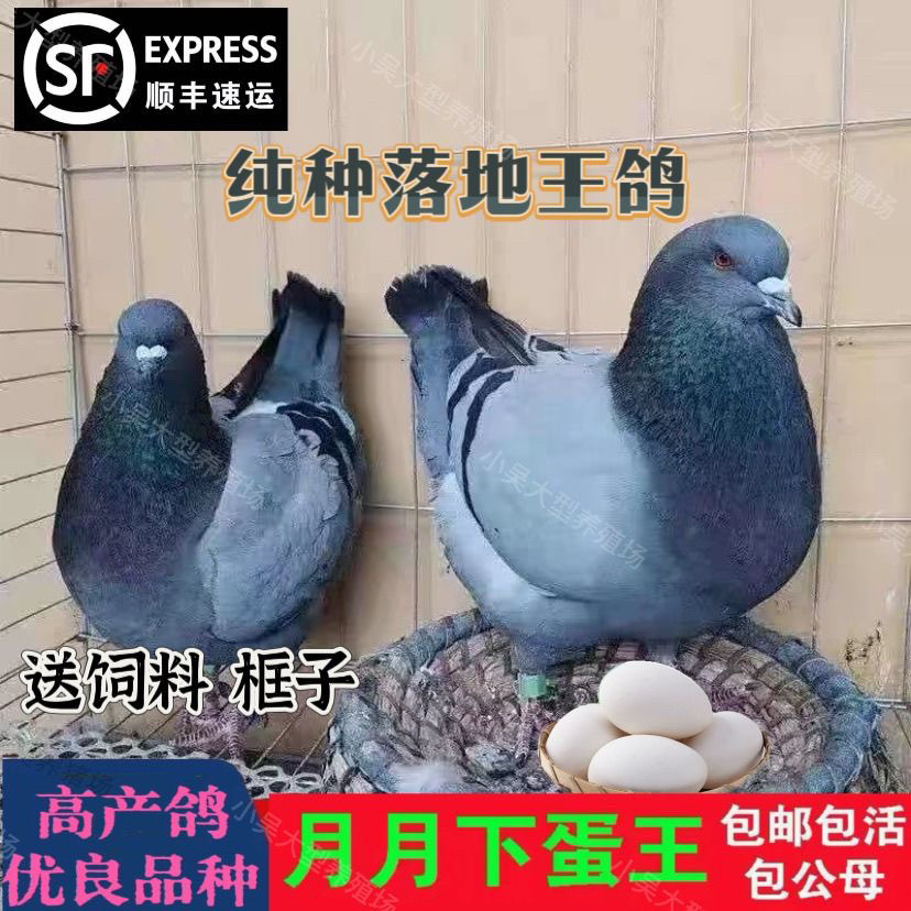 Purebred Large Body Ground King Pigeon Breeding Pigeon Large Meat ...
