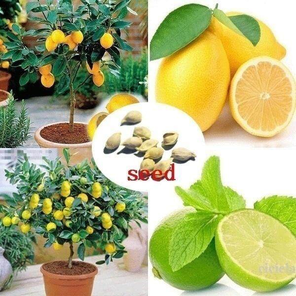 Philippines Ready Stock 20 pcs Lemon Tree Seeds Rare Bonsai Fruit Tree ...