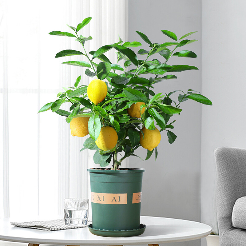 [Easy to grow in the Philippines] Dwarf Lemon Seeds for Planting (Approximately 20 seeds per ...