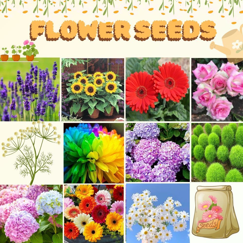 10 types of beautiful flower seeds, easy to grow, high germination rate ...